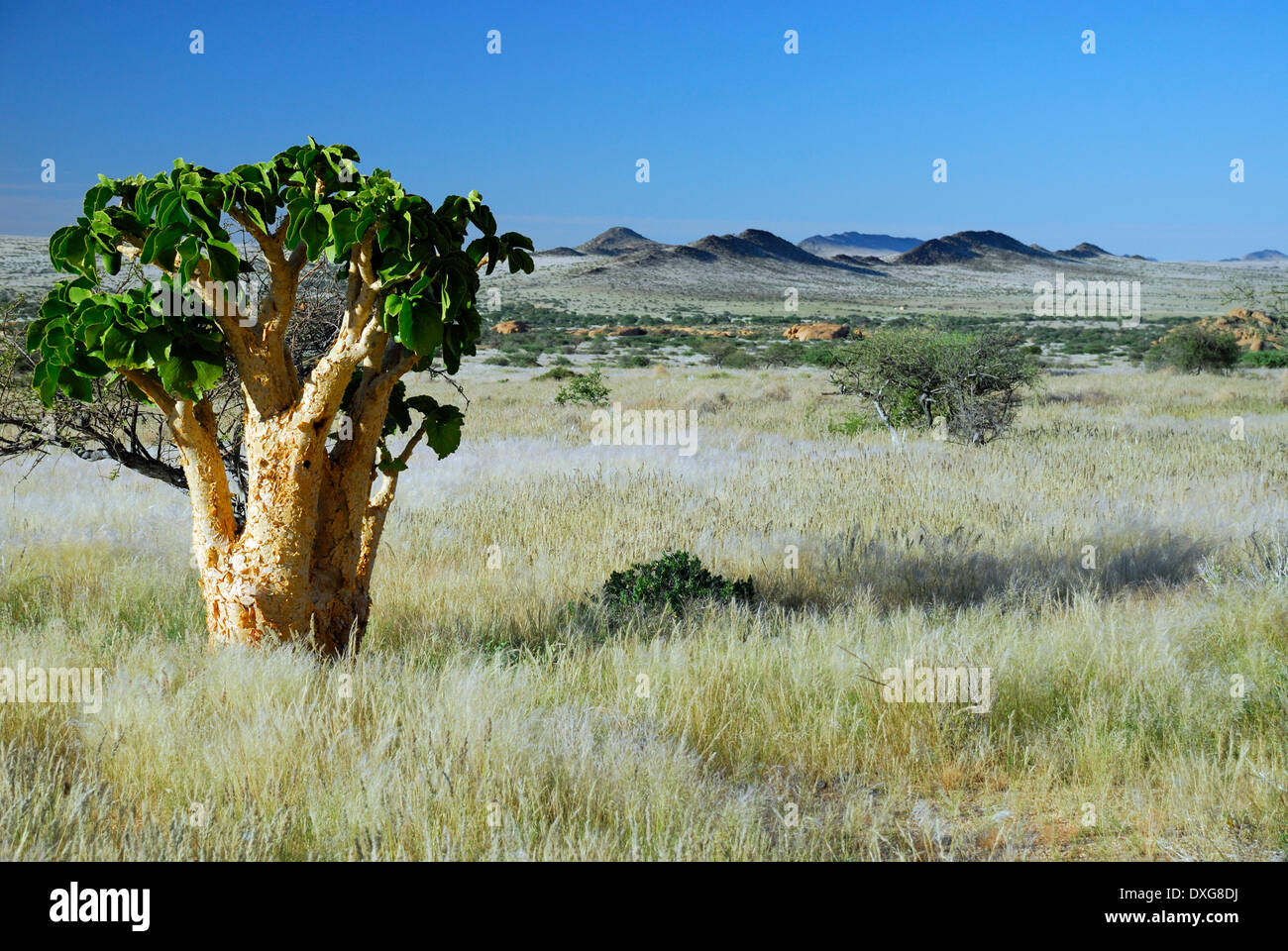 Succulent Cyphostemma currori plant growing at Spitzkoppe, Namibia ...