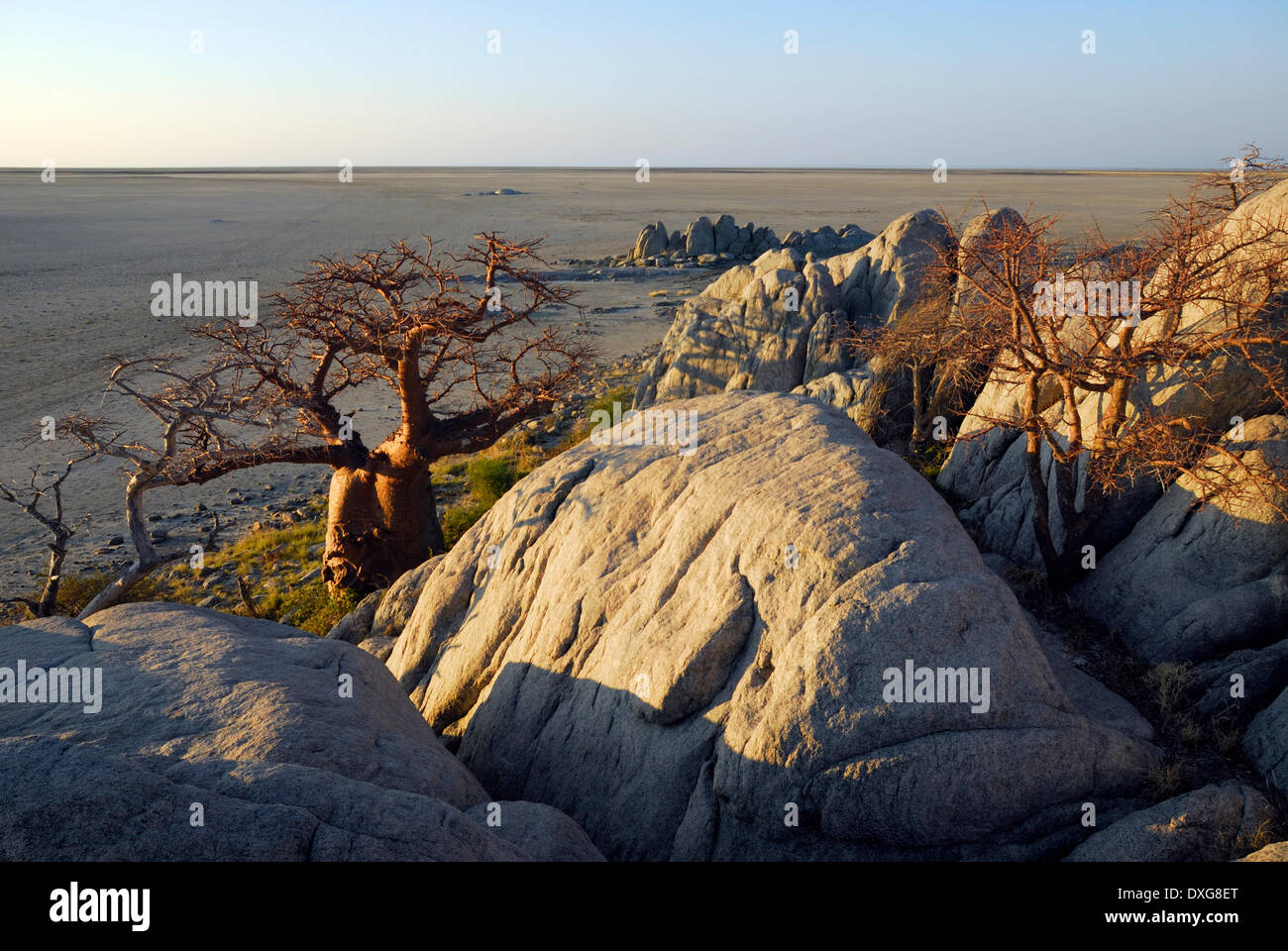 Early morning light on Baobab trees on granite rocks at Kubu Island on ...