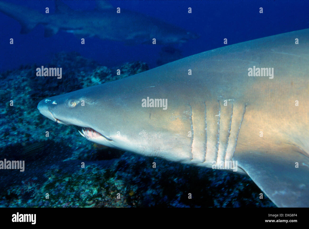 Grey nurse shark ragged tooth hi-res stock photography and images - Alamy