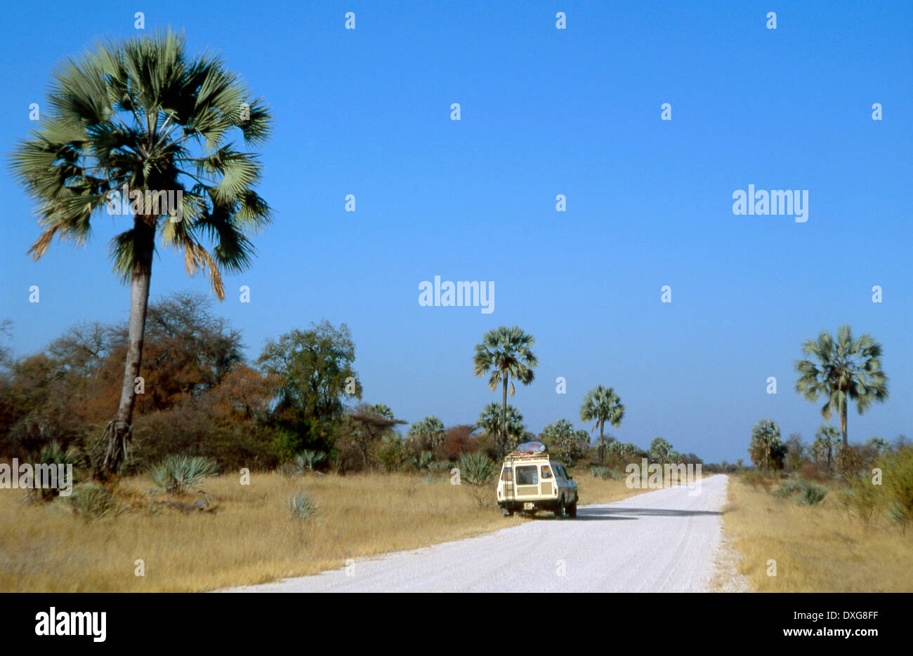 Makalani palm tree hi-res stock photography and images - Alamy