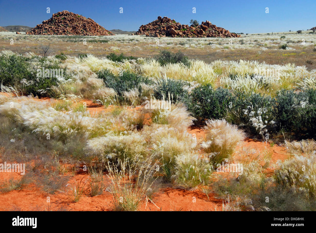 Sun bleached veld grasses, southern Namibia Stock Photo - Alamy