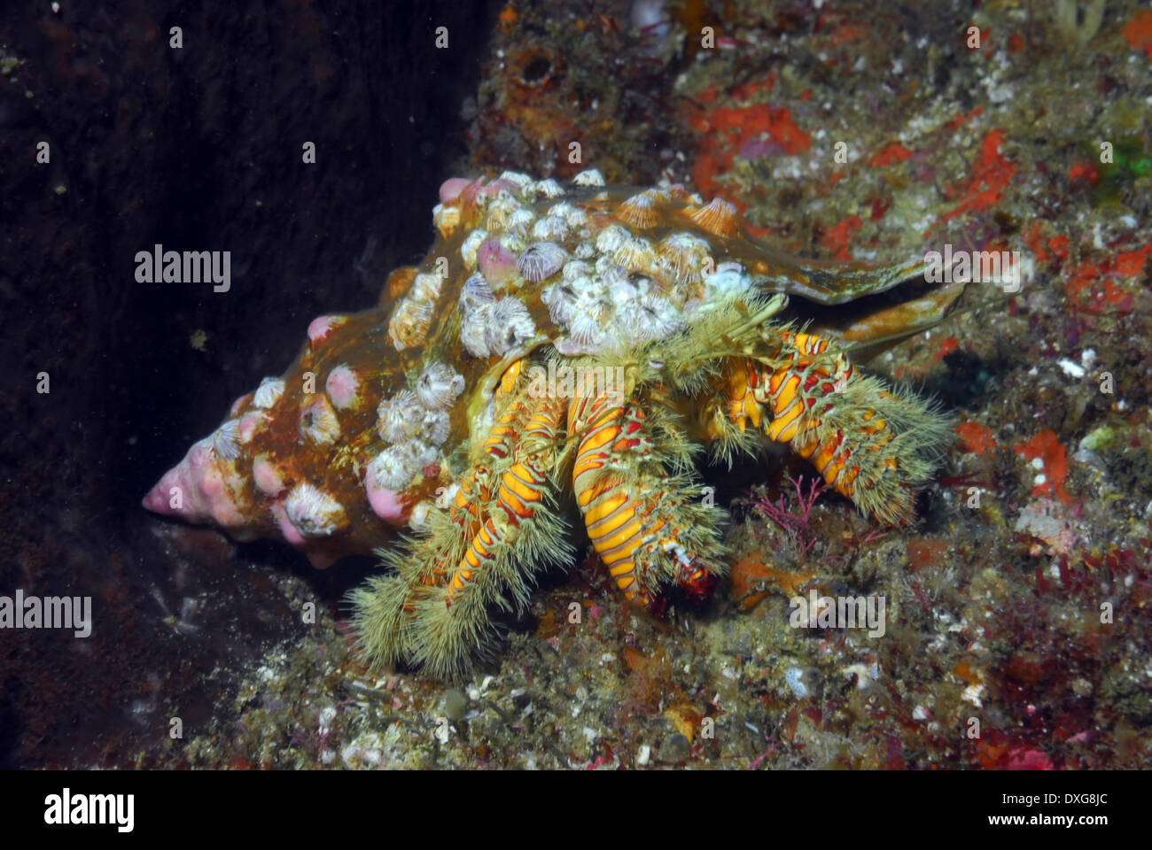 Natal shell hi-res stock photography and images - Alamy