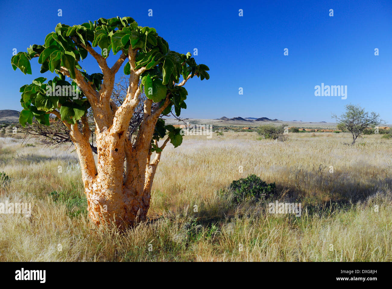 Cyphostemma hi-res stock photography and images - Alamy