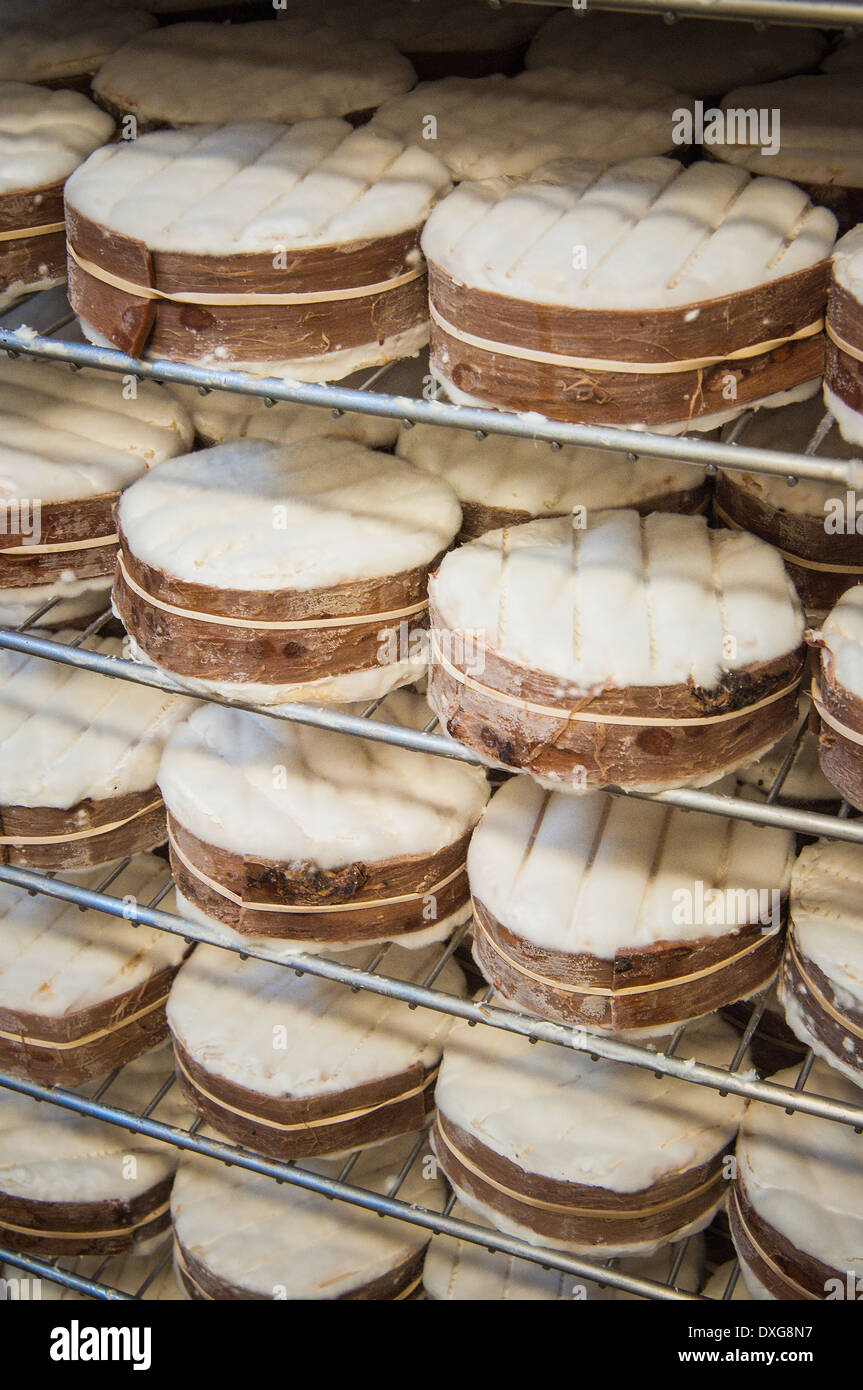 Harbison, a bark-wrapped, artesian soft rind cheese rounds are aged in ...
