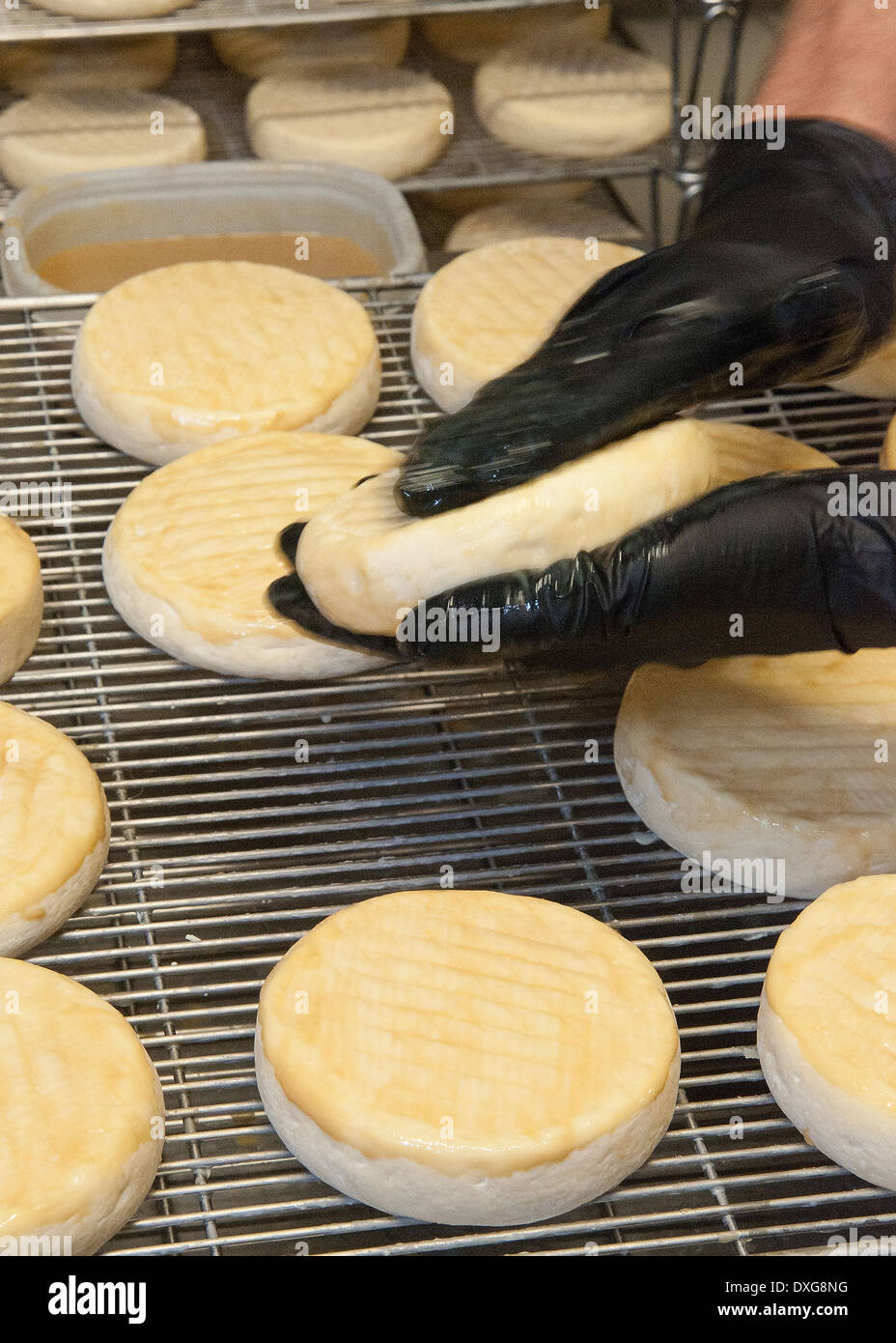 Willoughby artesian soft rind cheese rounds are coated with cider ...