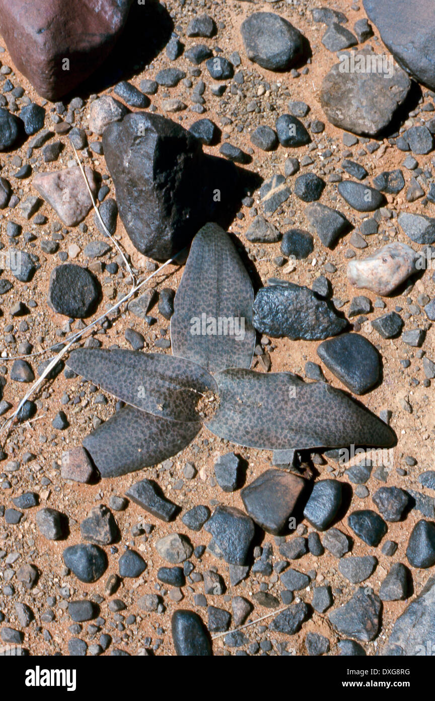Flat leaf plants growing in desert near Fish River Canyon Stock Photo ...