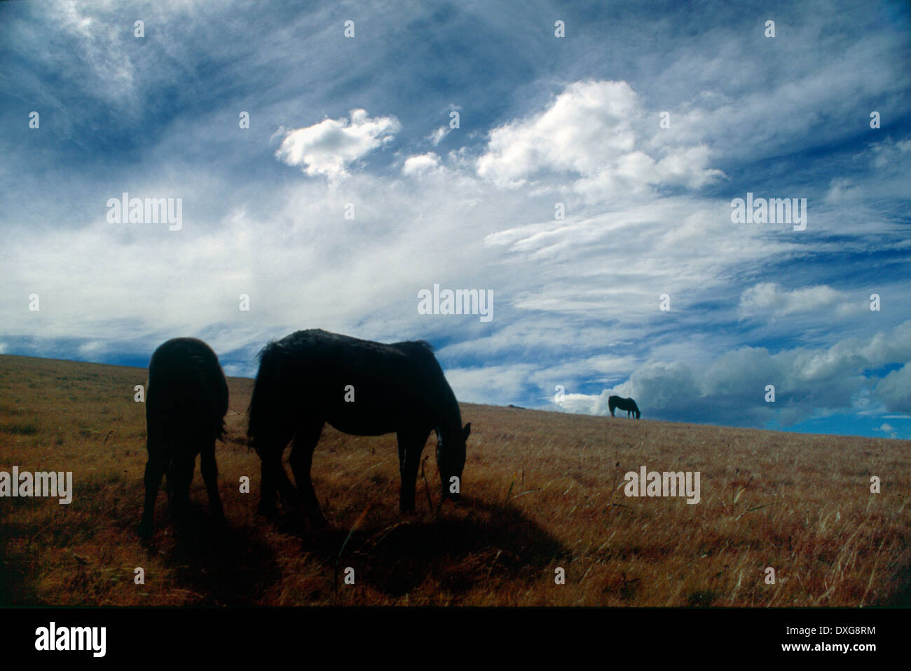 Basotho Ponies on top of the escarpment, Drakensberg Stock Photo - Alamy