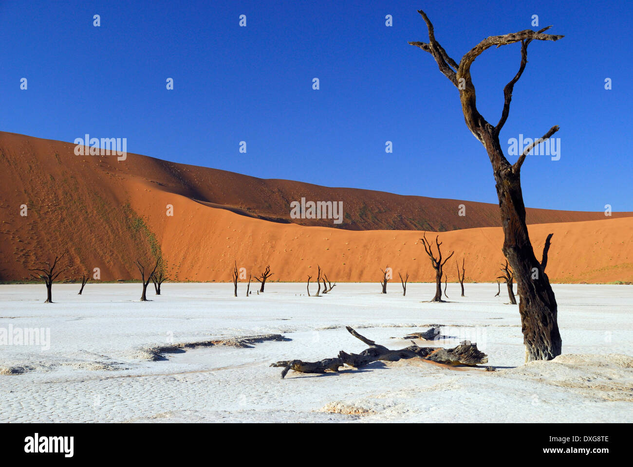 Ancient dead trees, cracked salt pan and red sand dunes at the Dead Pan ...