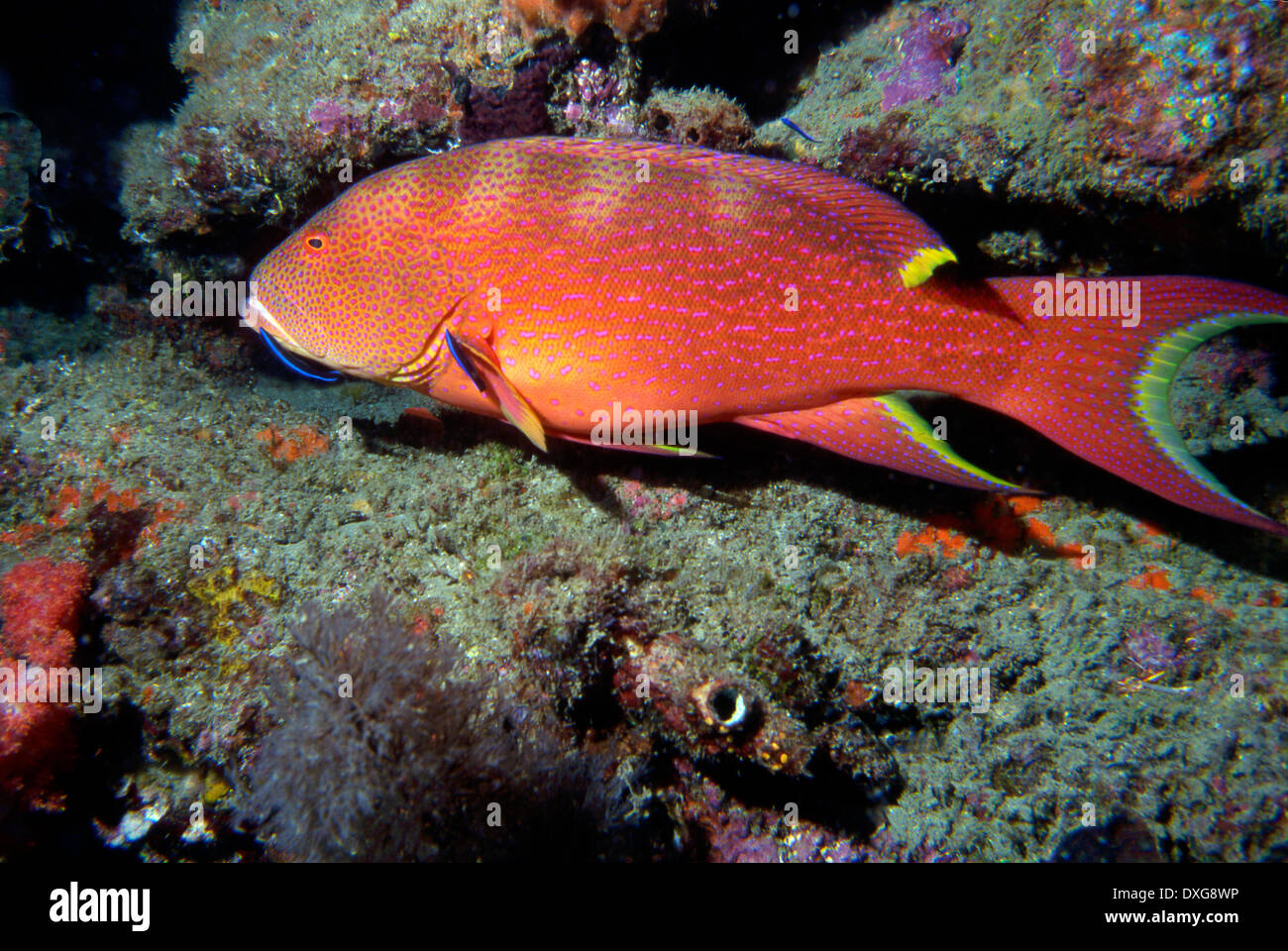 Lyretail Grouper, with Cleaner Wrasses, Sodwana Bay Stock Photo - Alamy
