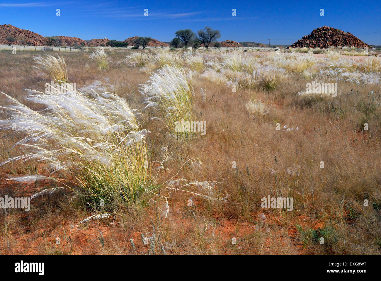 Sun bleached veld grasses, southern Namibia Stock Photo - Alamy