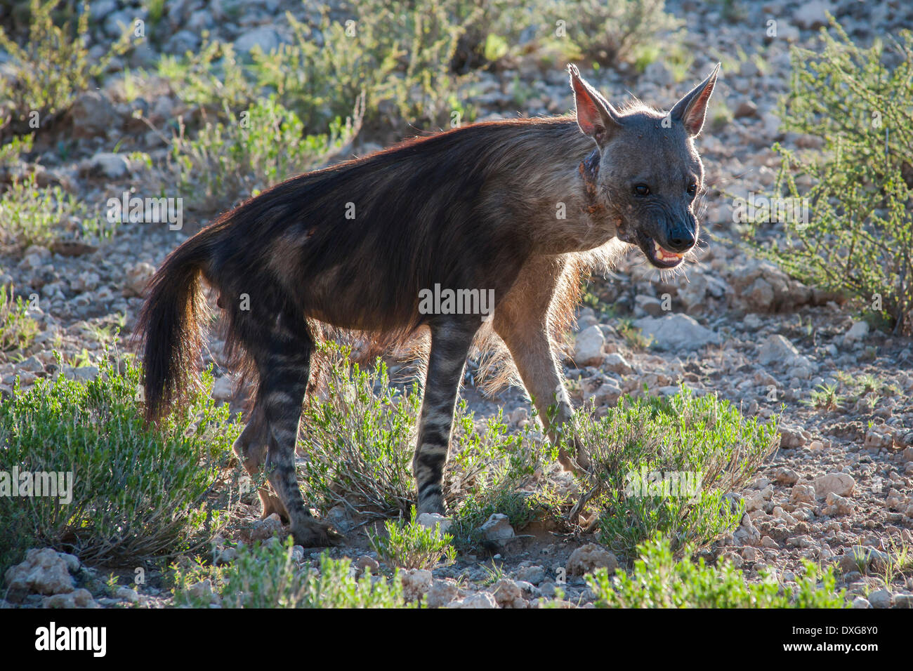 Brown Hyena (Parahyaena brunnea), Kgalagadi Transfrontier Park ...
