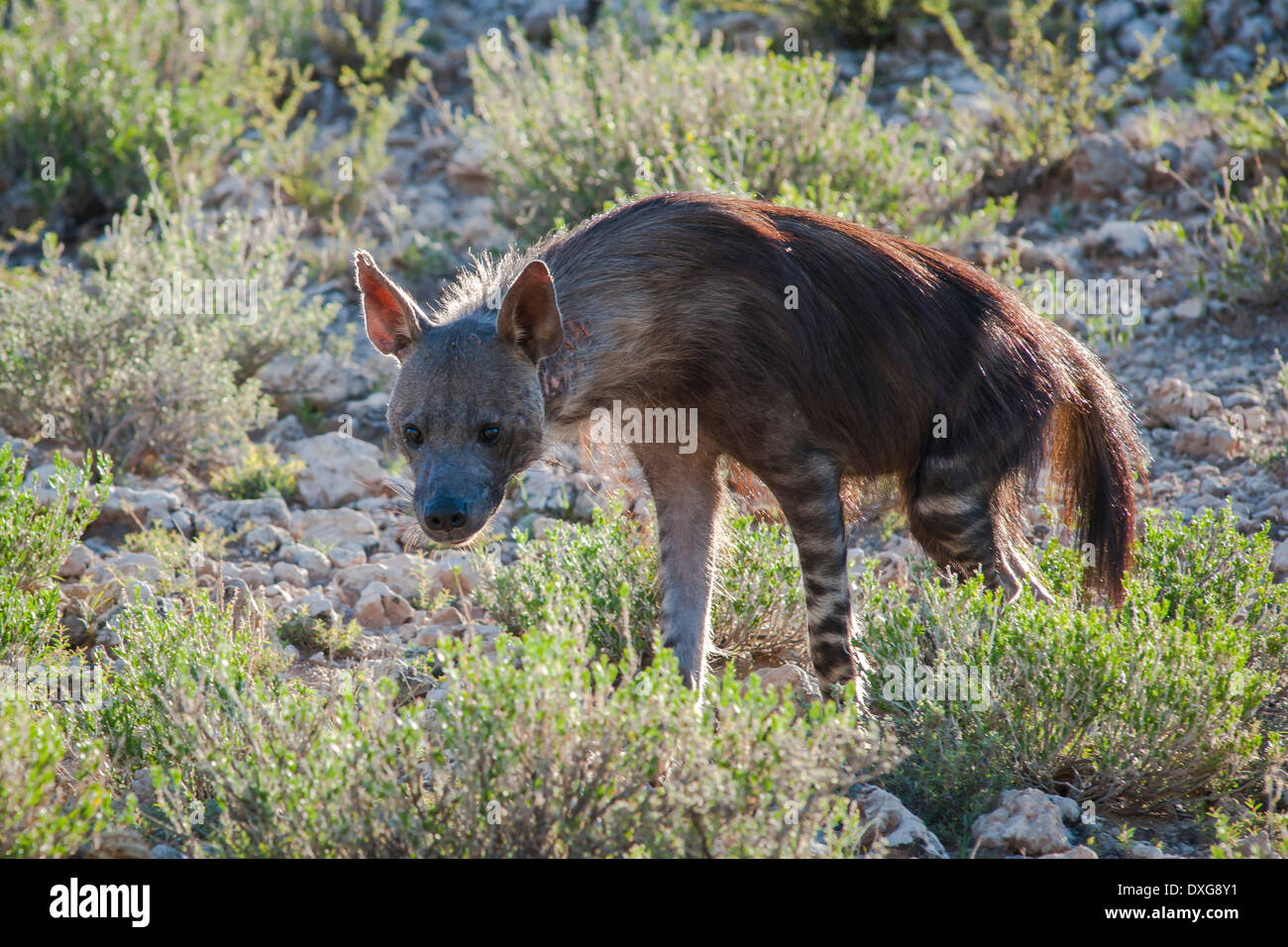 Parahyaena brunnea hyaenidae hyenas hyena mammalian mammalia stand hi ...