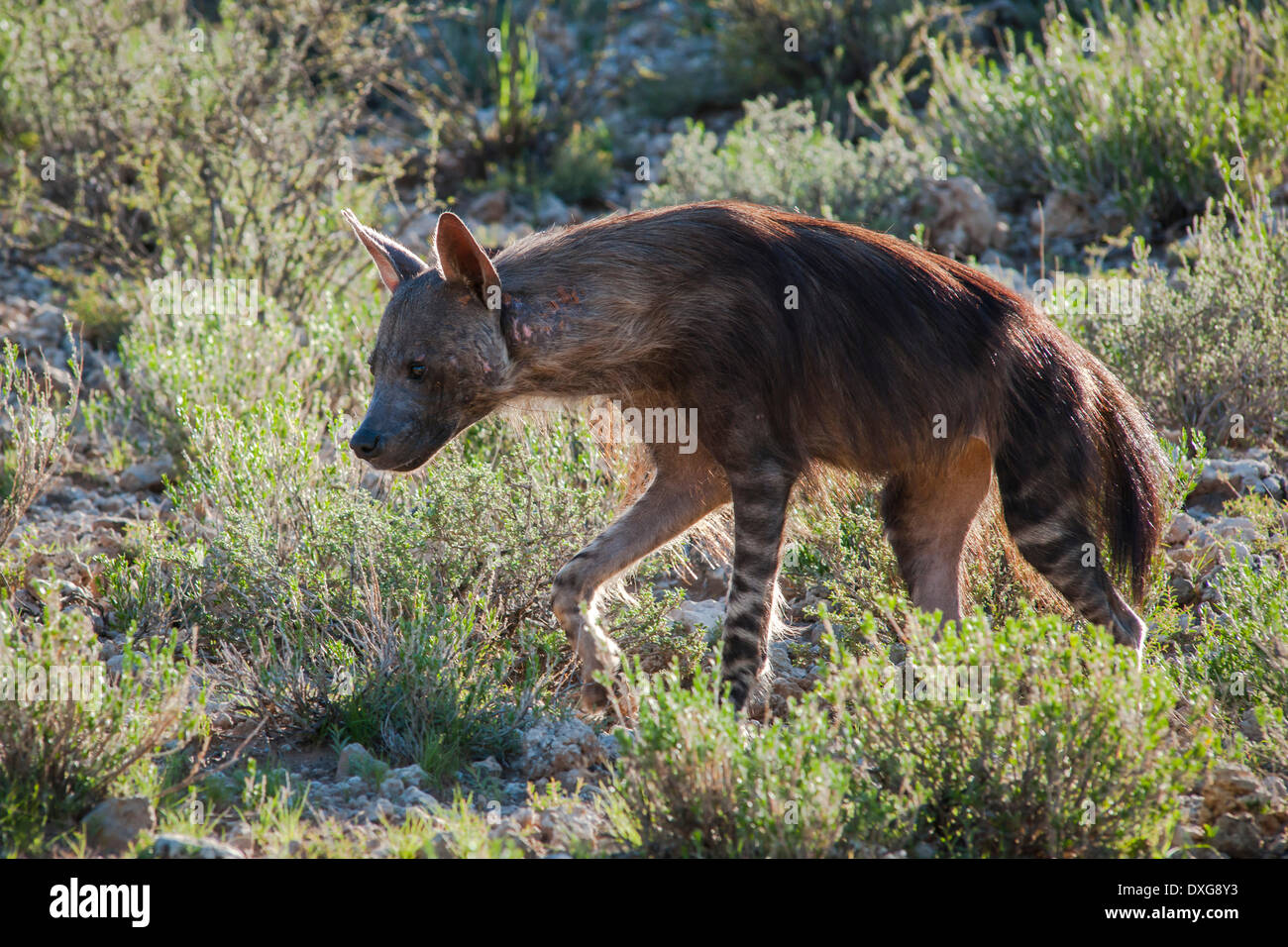Brown Hyena (Parahyaena brunnea), Kgalagadi Transfrontier Park ...