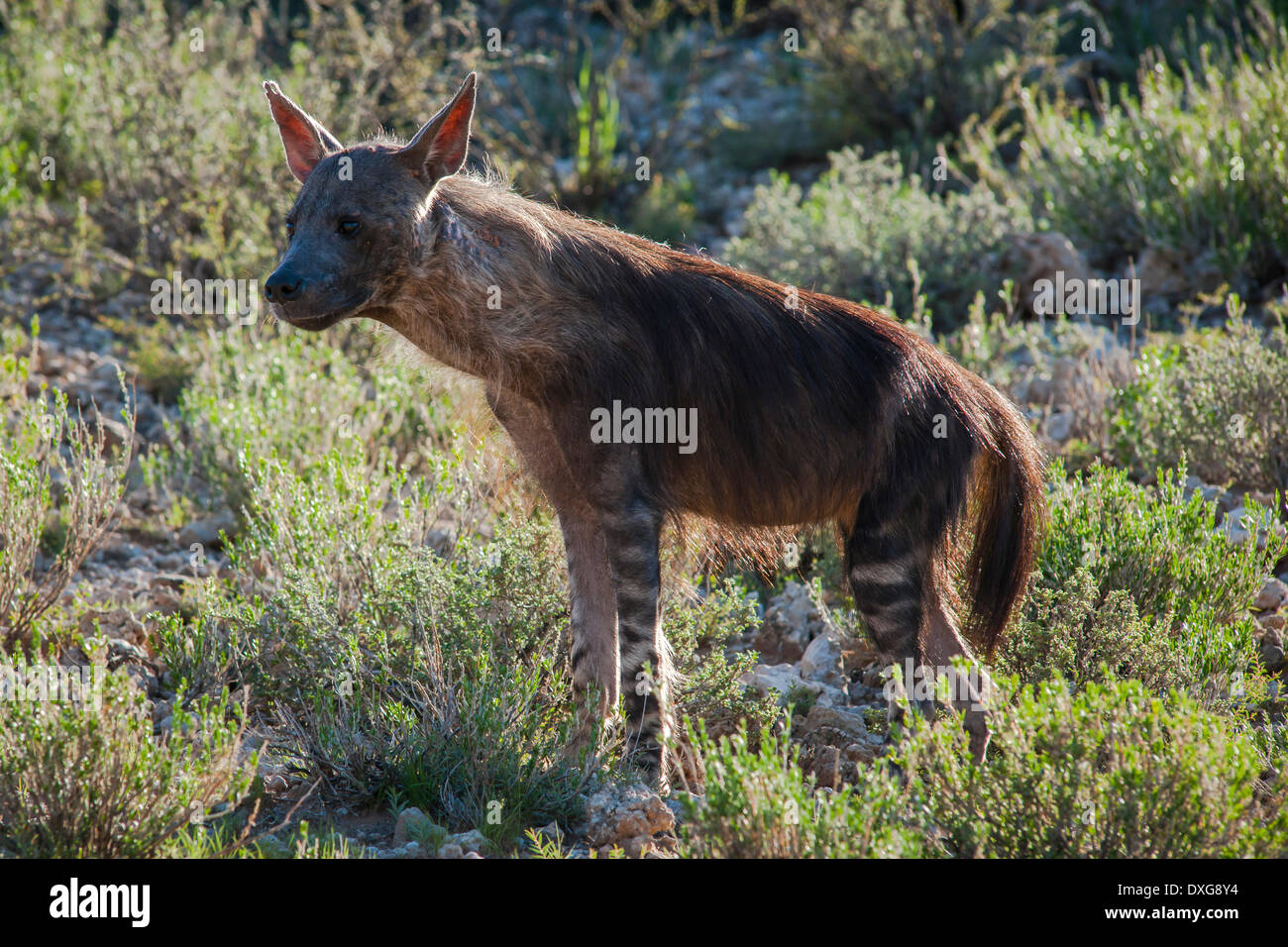 Brown Hyena (Parahyaena brunnea), Kgalagadi Transfrontier Park ...