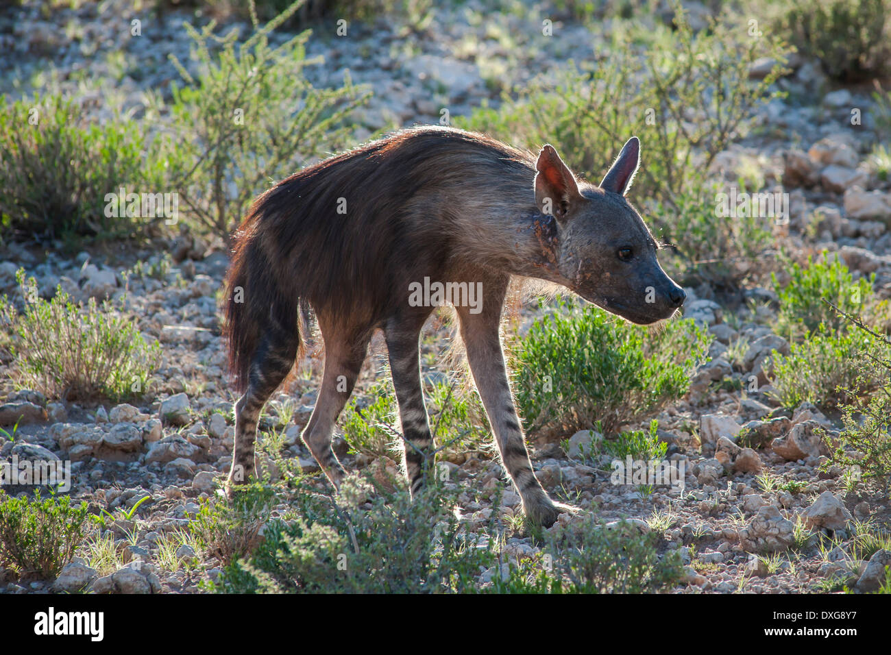 Parahyaena brunnea hyaenidae hyenas hyena mammalian mammalia stand hi ...