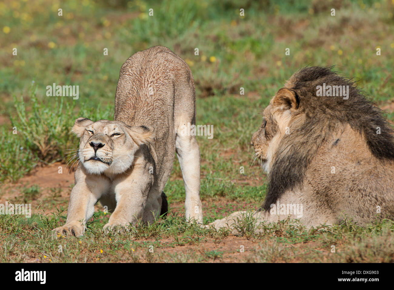 Female lion stretches hi-res stock photography and images - Alamy