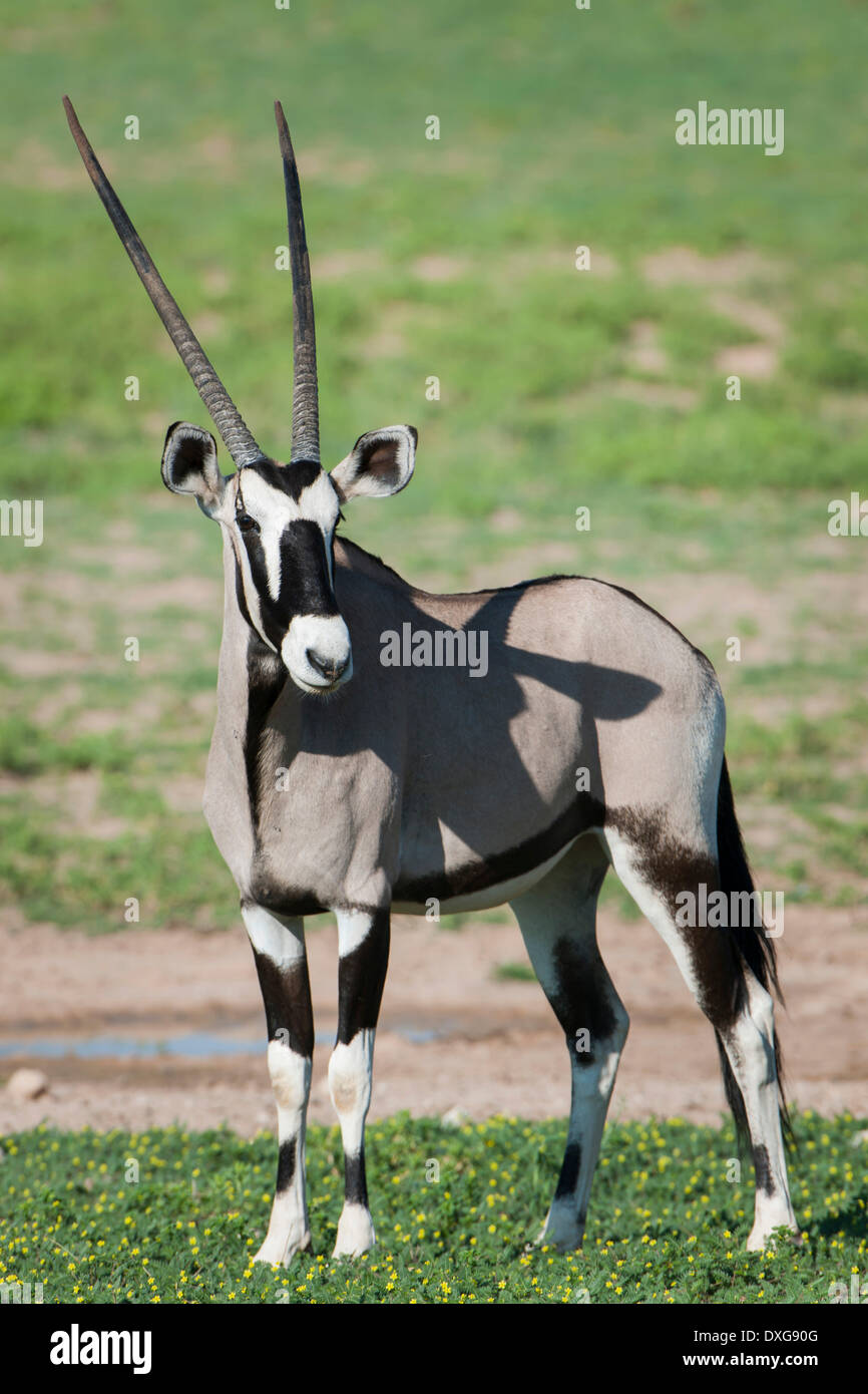 Gemsbok (Oryx gazella), Kgalagadi Transfrontier Park, Northern Cape ...