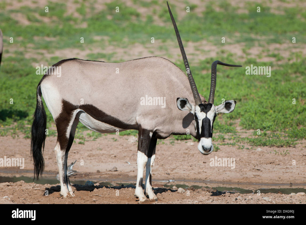 Gemsbok Oryx Gazella At A Waterhole Kgalagadi Transfrontier Park