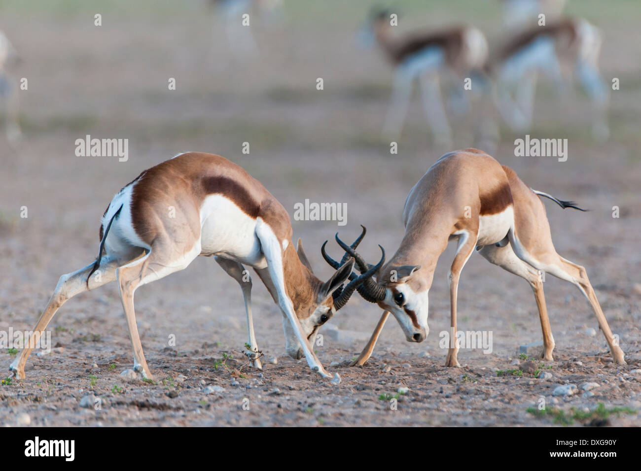 Male Springboks (Antidorcas marsupialis) fighting for dominance and ...