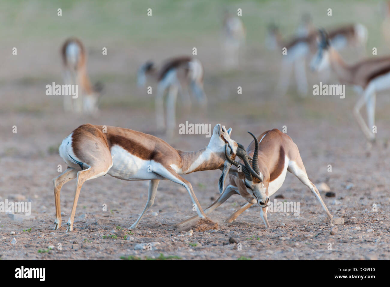 Male Springboks (Antidorcas marsupialis) fighting for dominance and ...