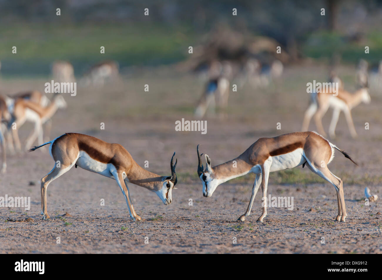 Male Springboks (Antidorcas marsupialis) fighting for dominance and ...