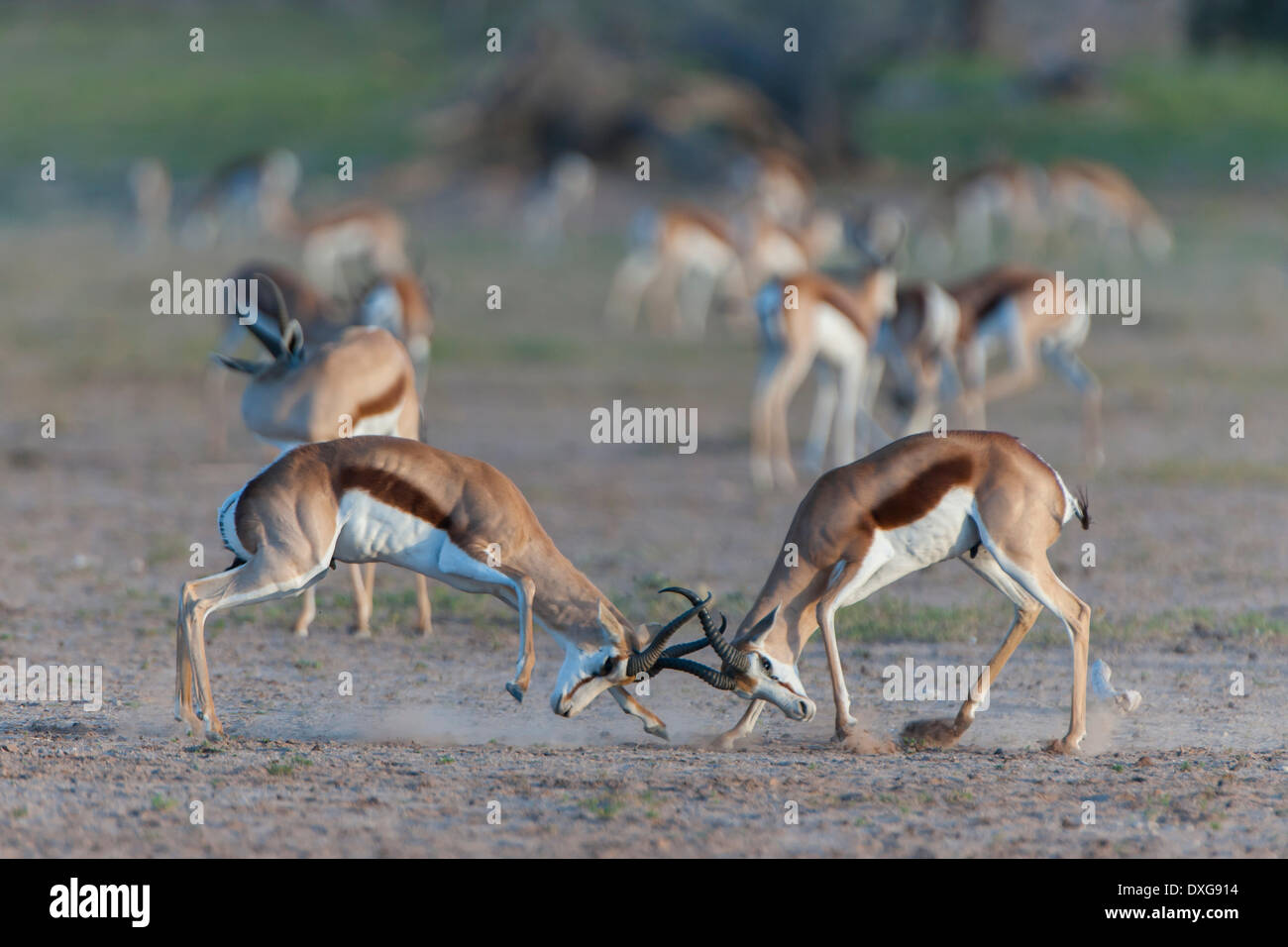 Male Springboks (Antidorcas marsupialis) fighting for dominance and ...