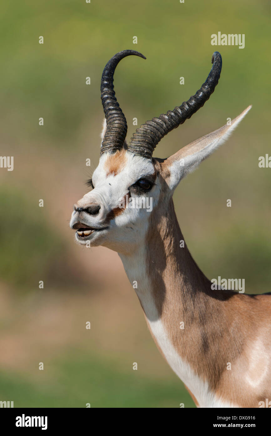 Male Springbok (Antidorcas marsupialis) at Flehmen, Kgalagadi ...