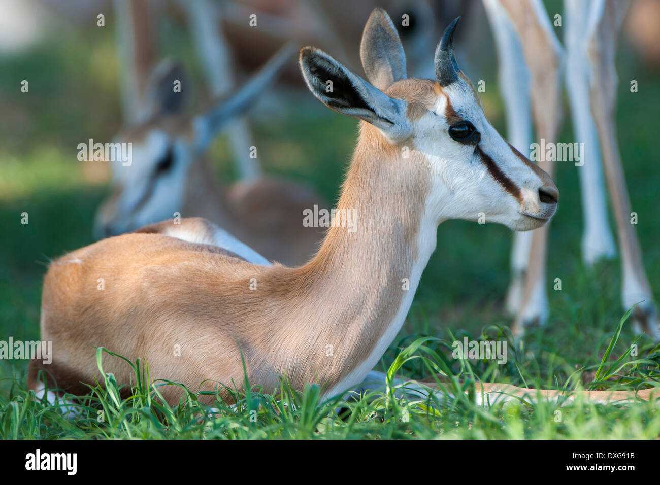 Springbok with young hi-res stock photography and images - Alamy