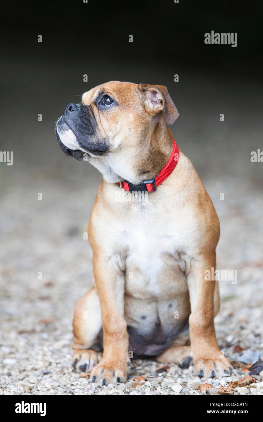 Continental bulldog hi-res stock photography and images - Alamy