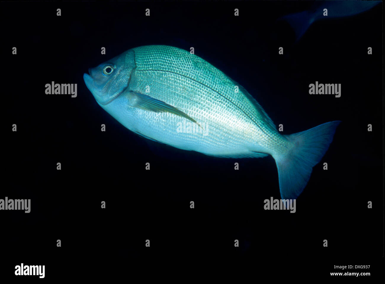 Rudderfish hi-res stock photography and images - Alamy