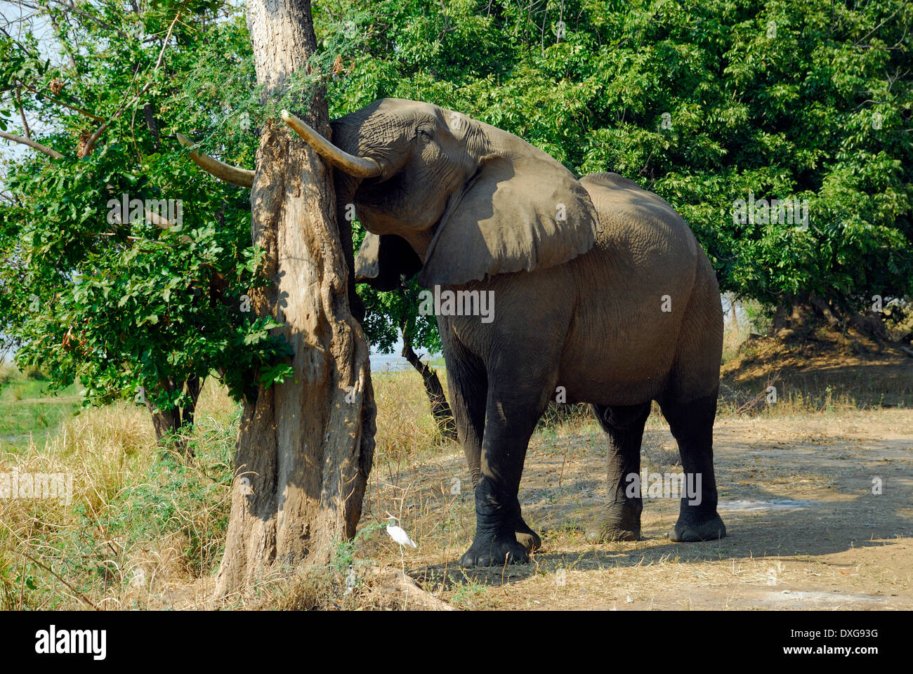 Elephant shaking Faidherbia albida tree to get seed pods down, at the ...
