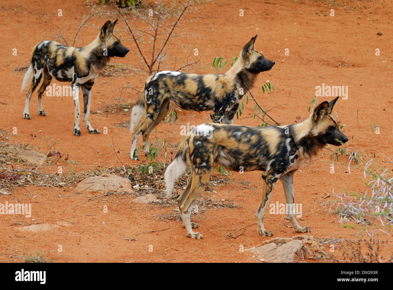 African Wild Dogs or Cape Hunting Dogs, Botswana Stock Photo - Alamy