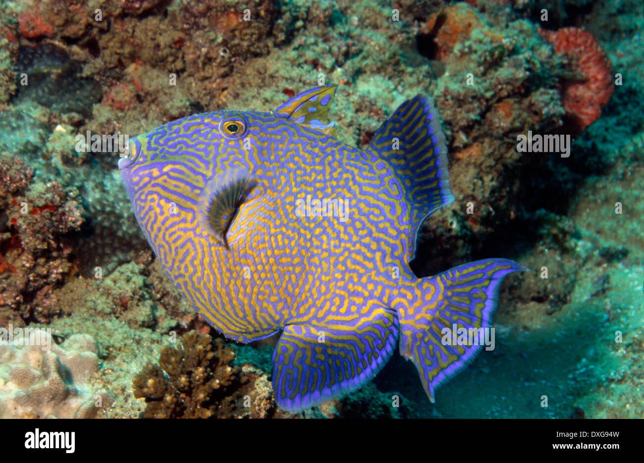 Juvenile Blue Triggerfish at Ponta do Barra, Mozambique Stock Photo - Alamy