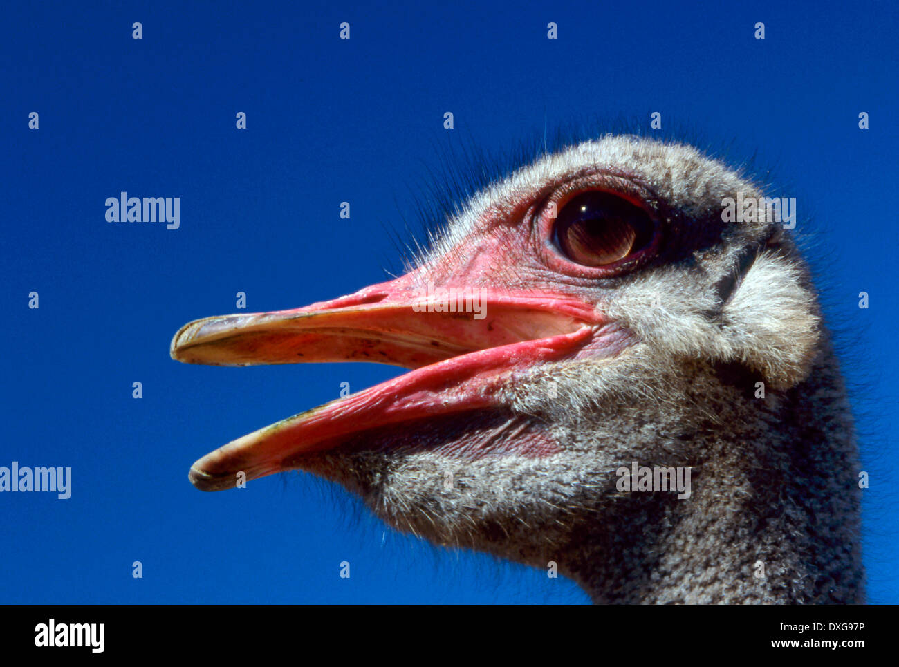 Male Ostrich in breeding colours Stock Photo - Alamy