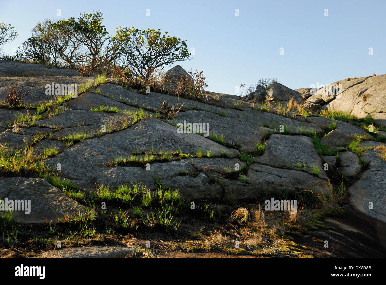 Ngoye forest hi-res stock photography and images - Alamy