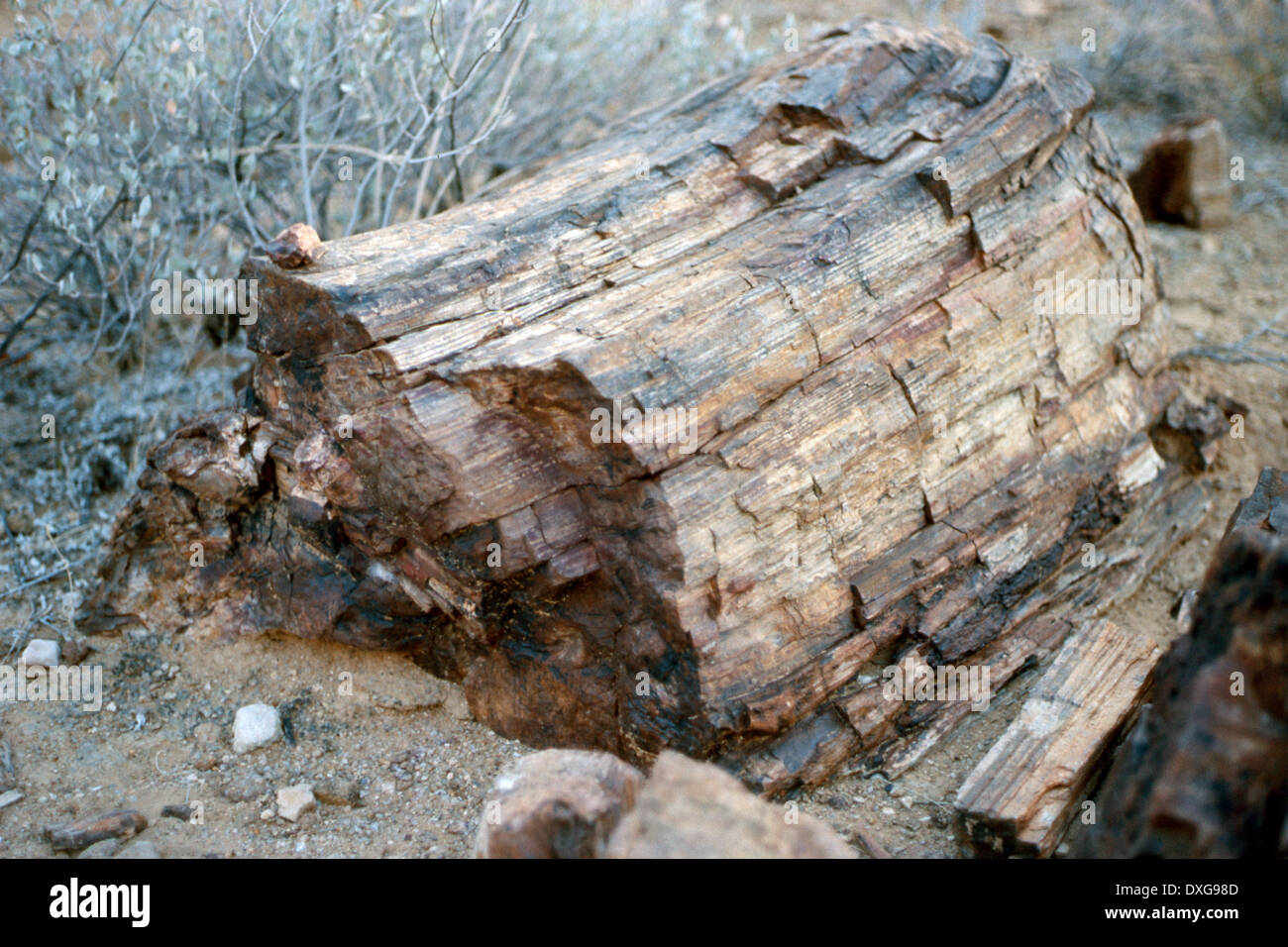 petrified wood at the Petrified Forest, near Khorixas, Namibia Stock ...