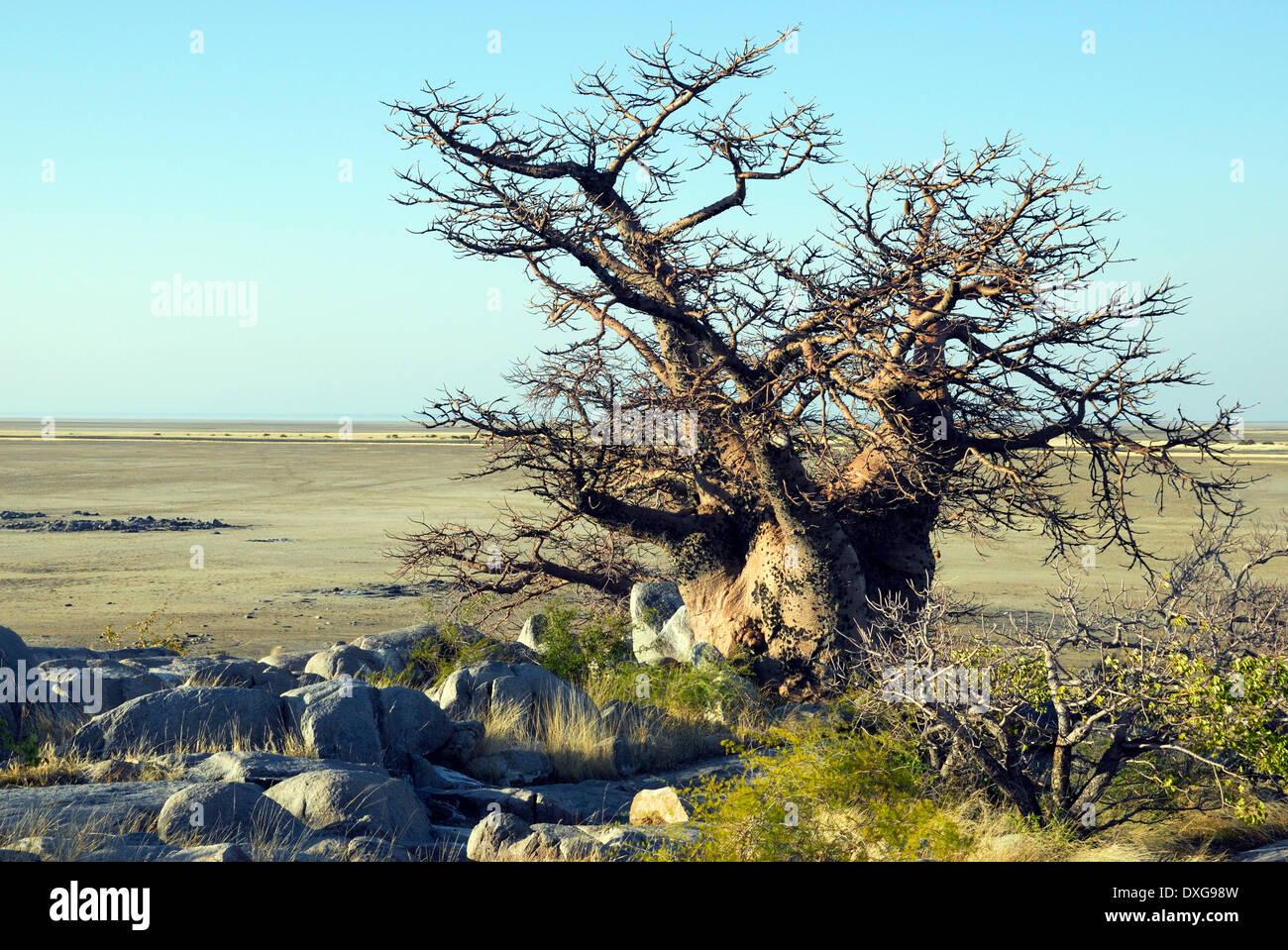 Baobab trees on granite rocks at Kubu Island on the edge of Sowa Pan in ...