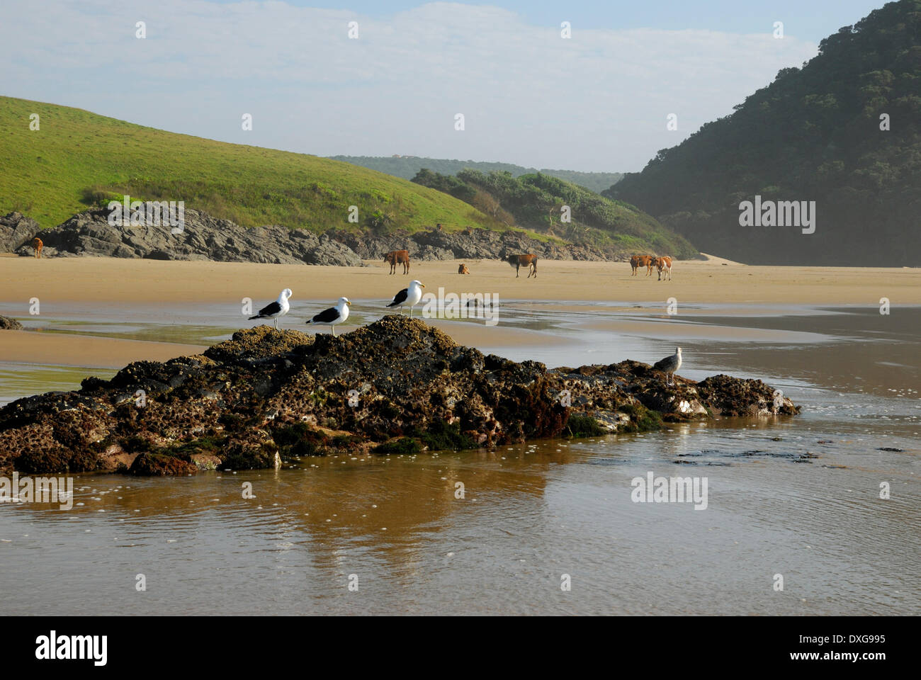 Kelp gulls and cattle on the beach, Mazeppa Bay, Wild Coast, Transkei ...