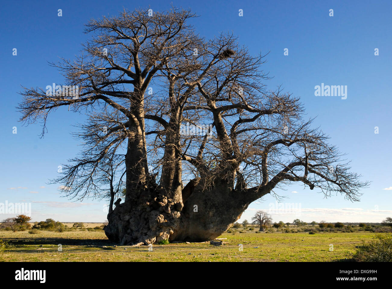 Big Baobab tree on the edge of Sowa Pan, Makgadikgadi Pans,Botswana ...