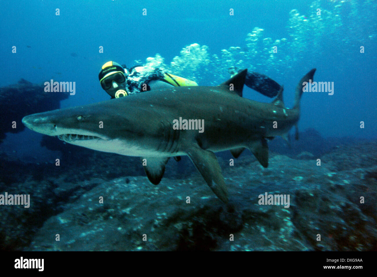 Grey nurse diver hi-res stock photography and images - Alamy