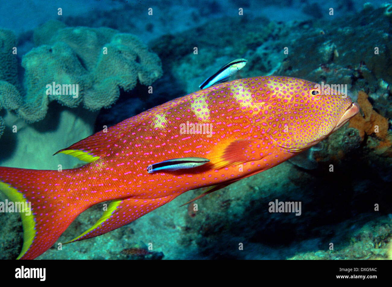 Lyretail Grouper, with Cleaner Wrasses, Sodwana Bay Stock Photo - Alamy
