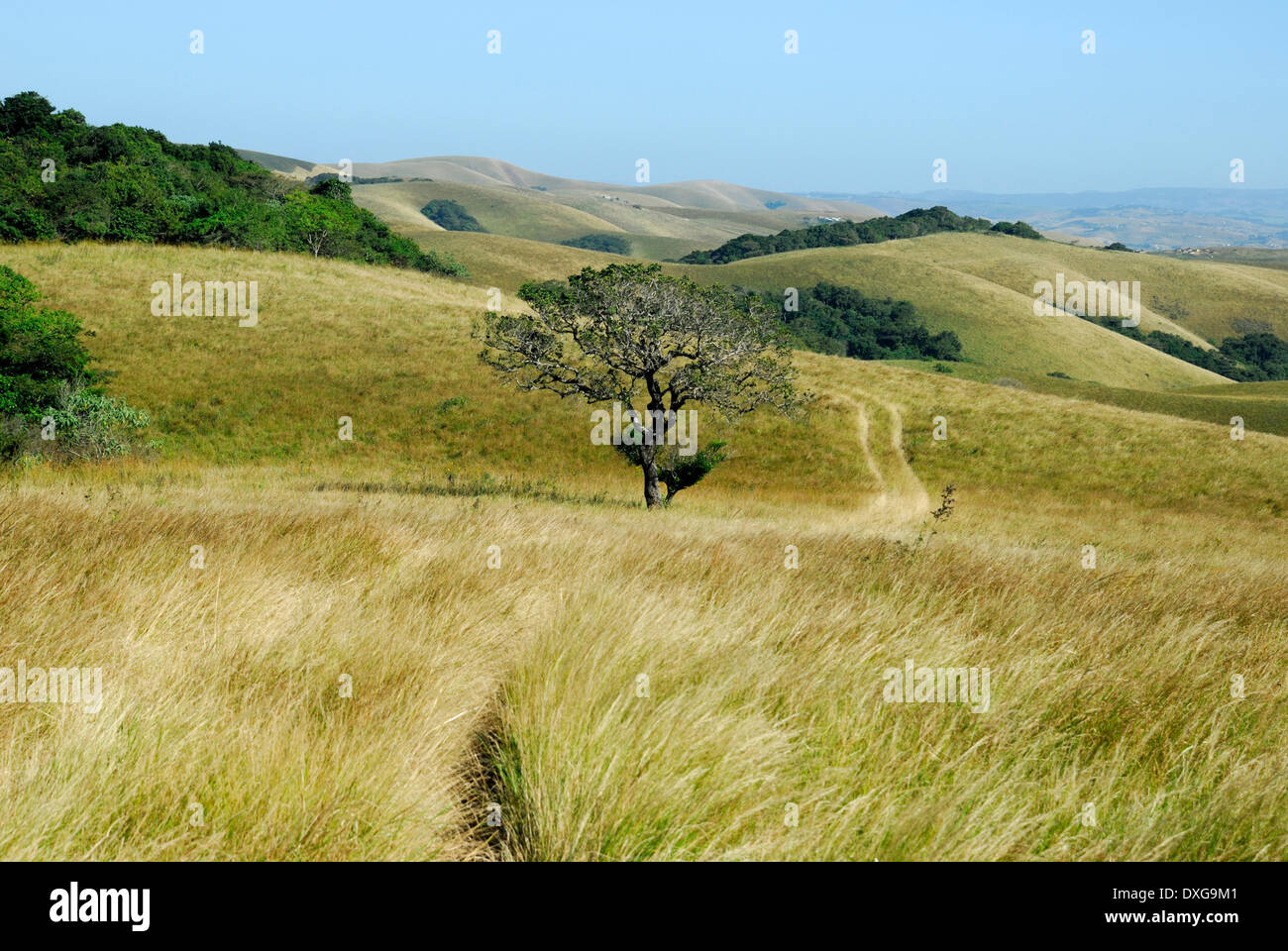 Rolling hills, Ongoye Hills Forest Reserve Stock Photo - Alamy