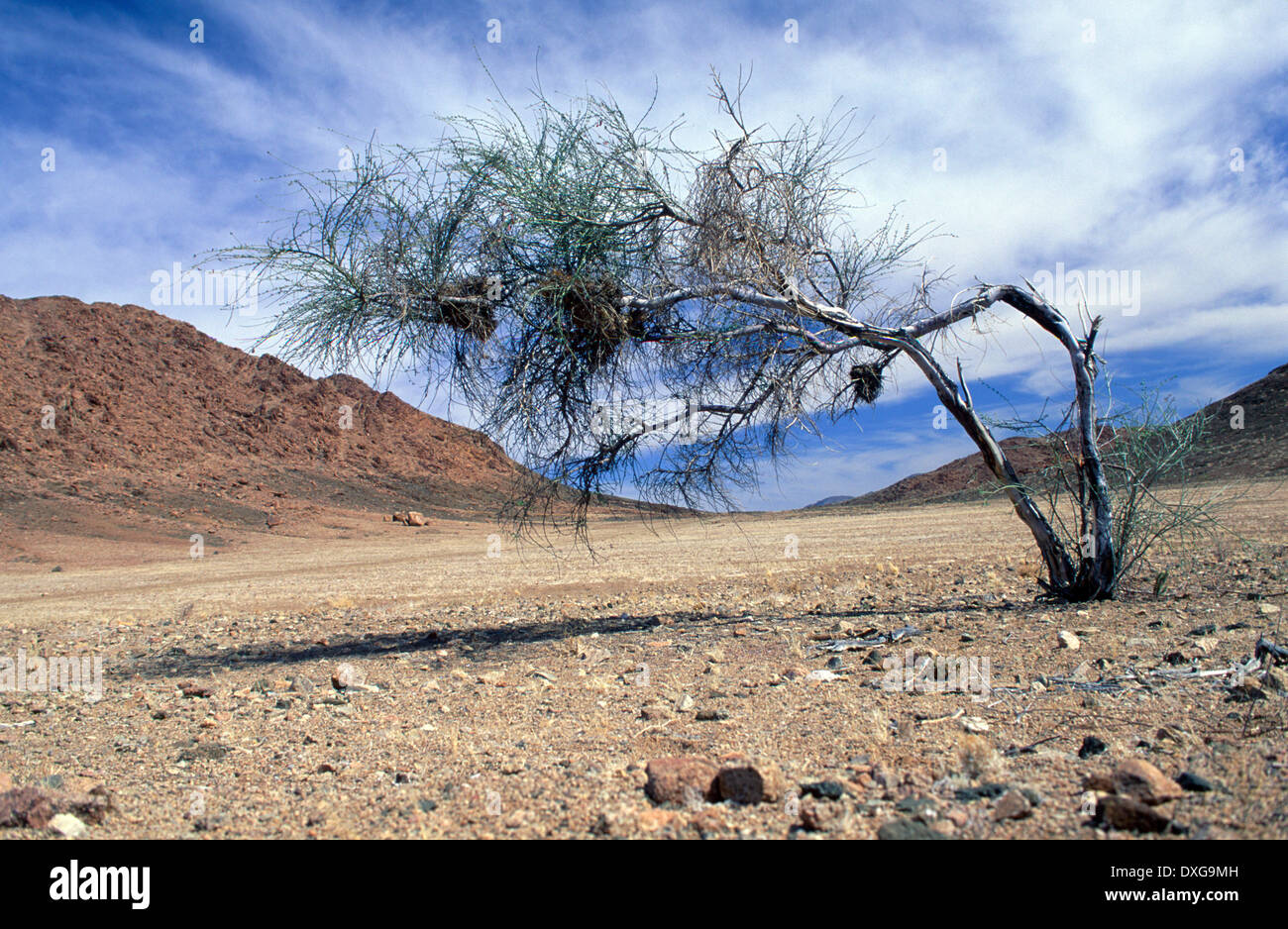 Stunted tree, Richtersveld Stock Photo - Alamy