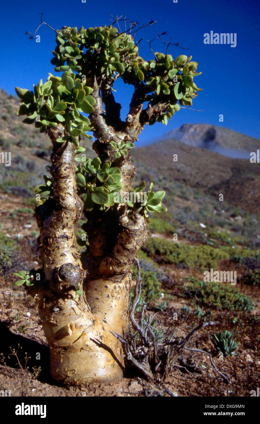 Tylecodon paniculatus (Botterboom, Butter Tree) in the Richtersveld ...