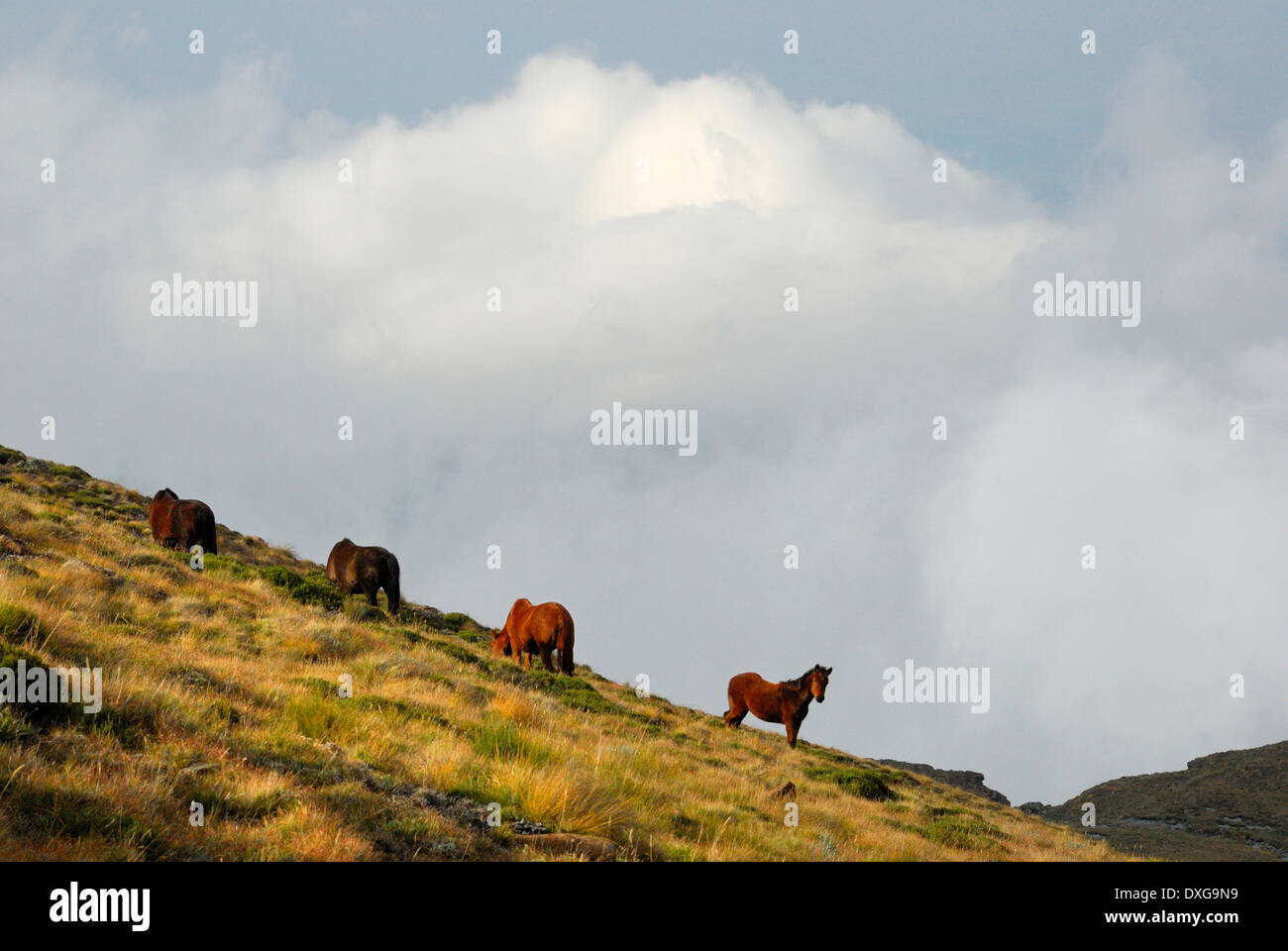Basotho Ponies, Drakensberg mountains Stock Photo - Alamy