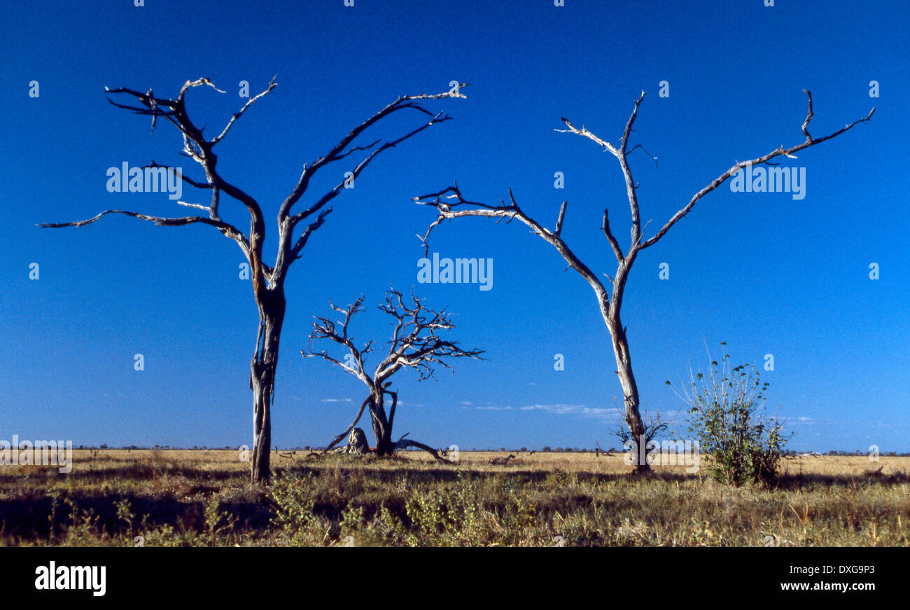 Dead trees at Savuti marsh Stock Photo - Alamy