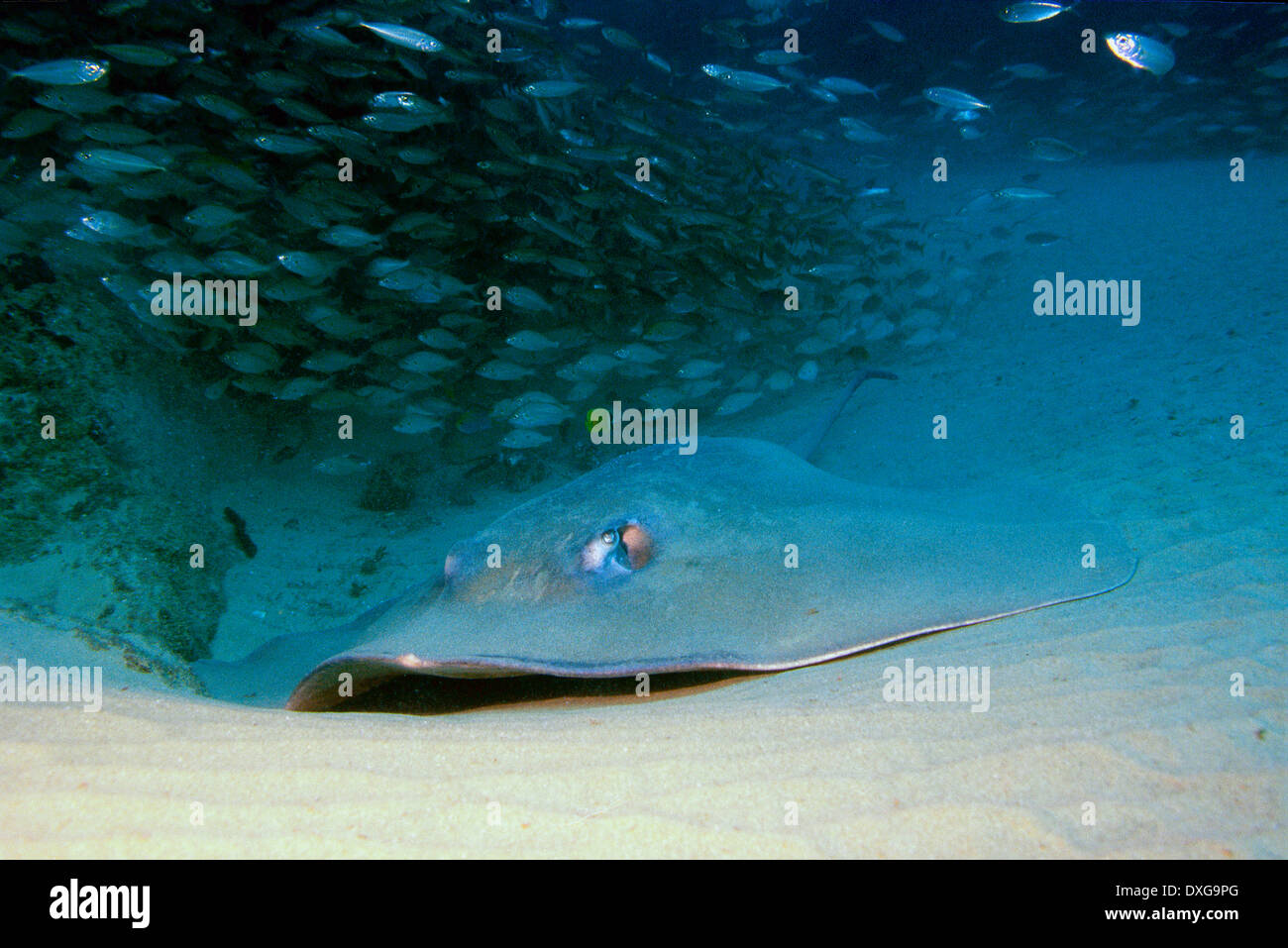 Ribbon ray at ponta do ouro hi-res stock photography and images - Alamy