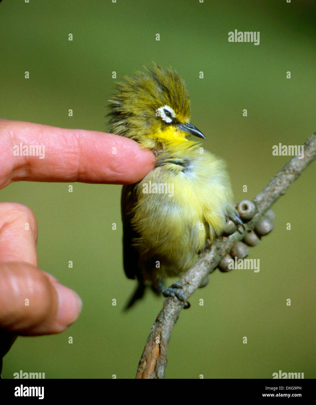 Tame White Eye Stock Photo - Alamy