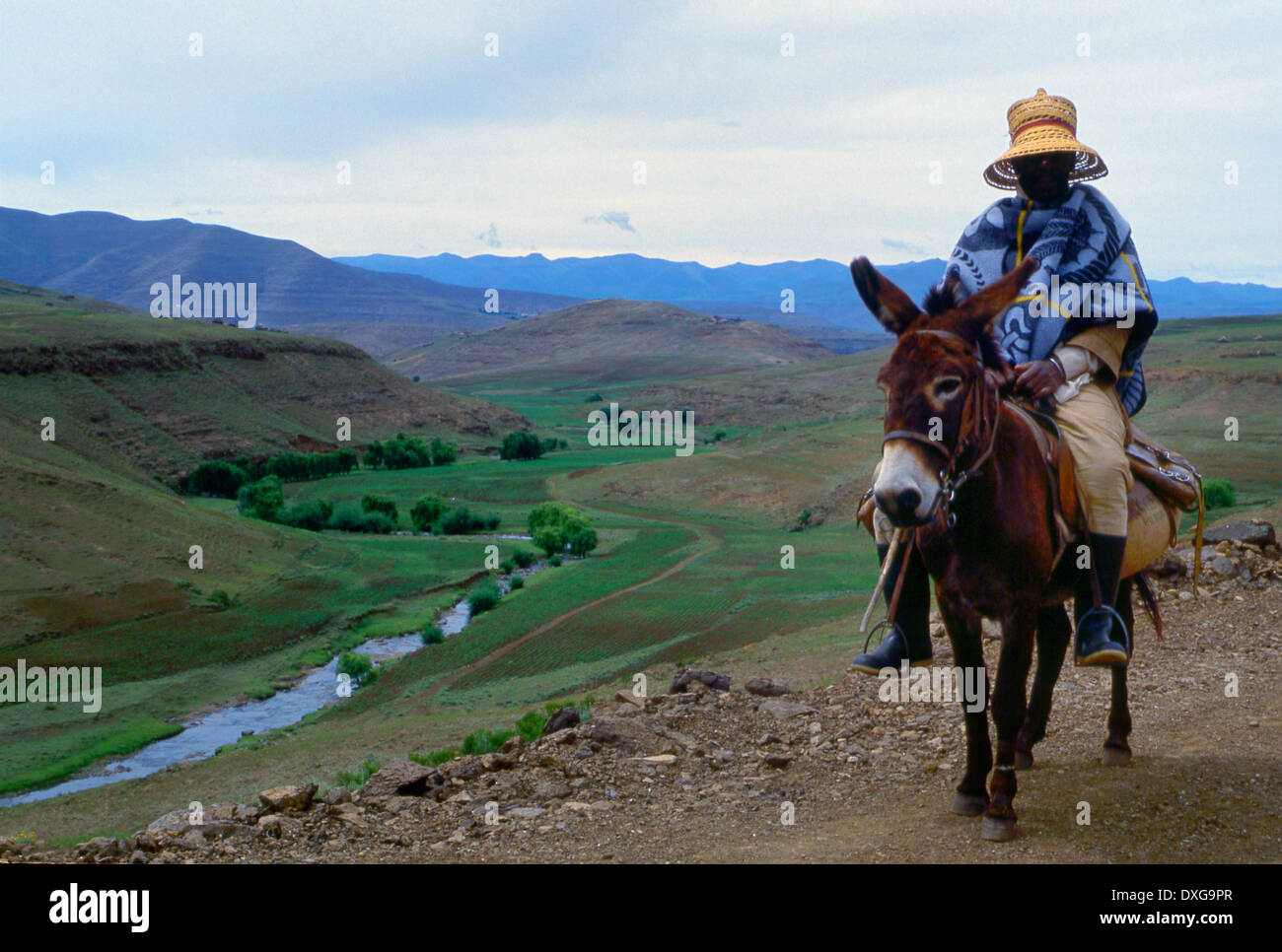 Riding mule hi-res stock photography and images - Alamy