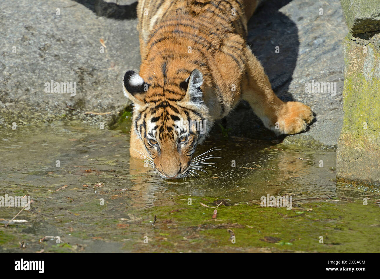 Indochinese Tiger, Corbett's Tiger (Panthera tigris corbetti), juvenile ...